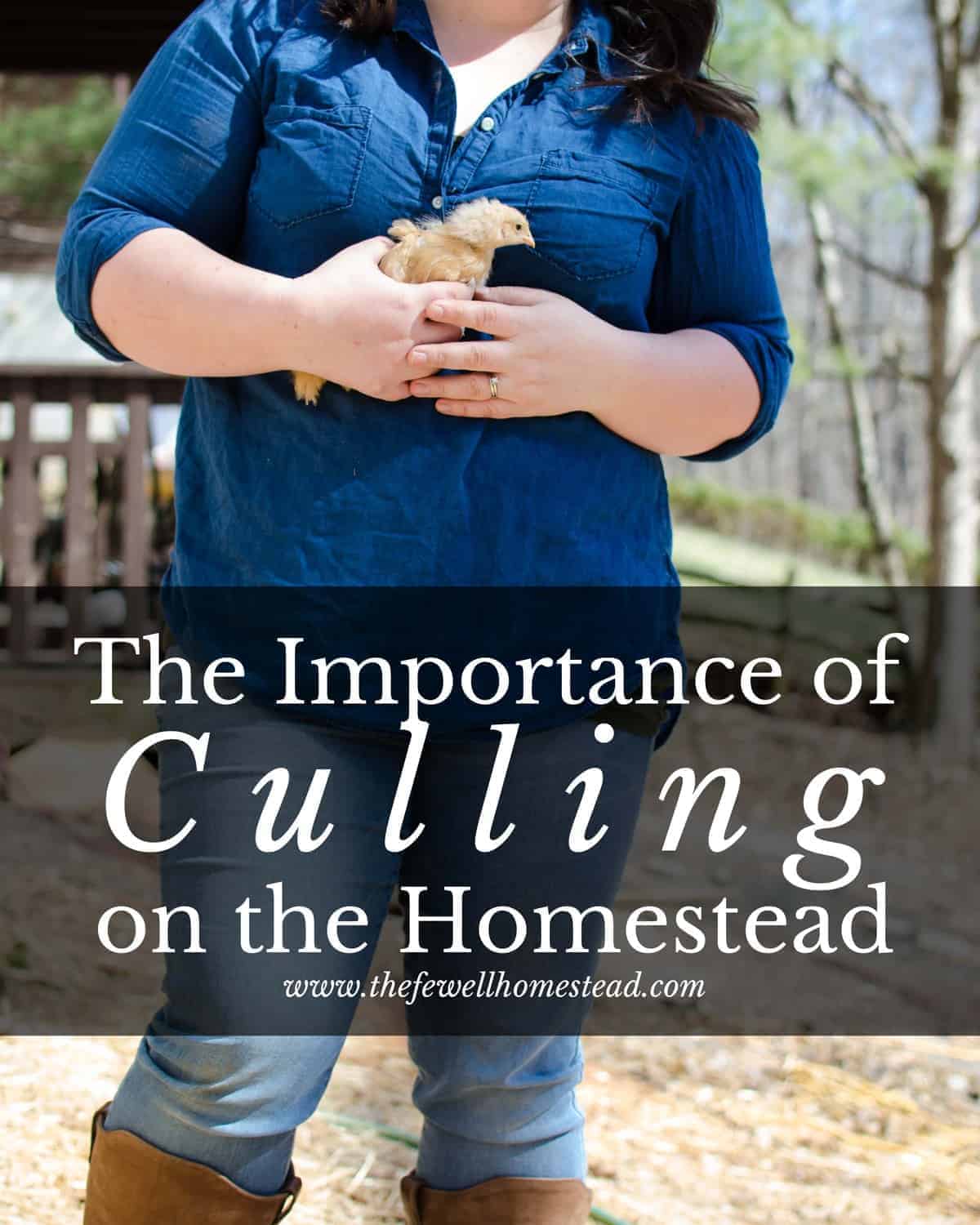 The Importance of Culling on the Homestead - Amy K Fewell ...