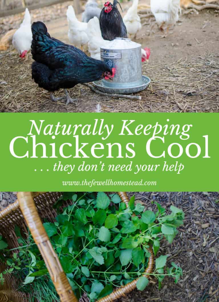 Naturally Keeping Chickens Cool | They Don't Need Your Help (with Video ...