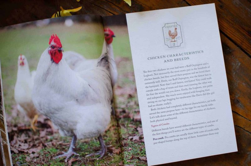 The Homesteader's Natural Chicken Keeping Handbook is Here!