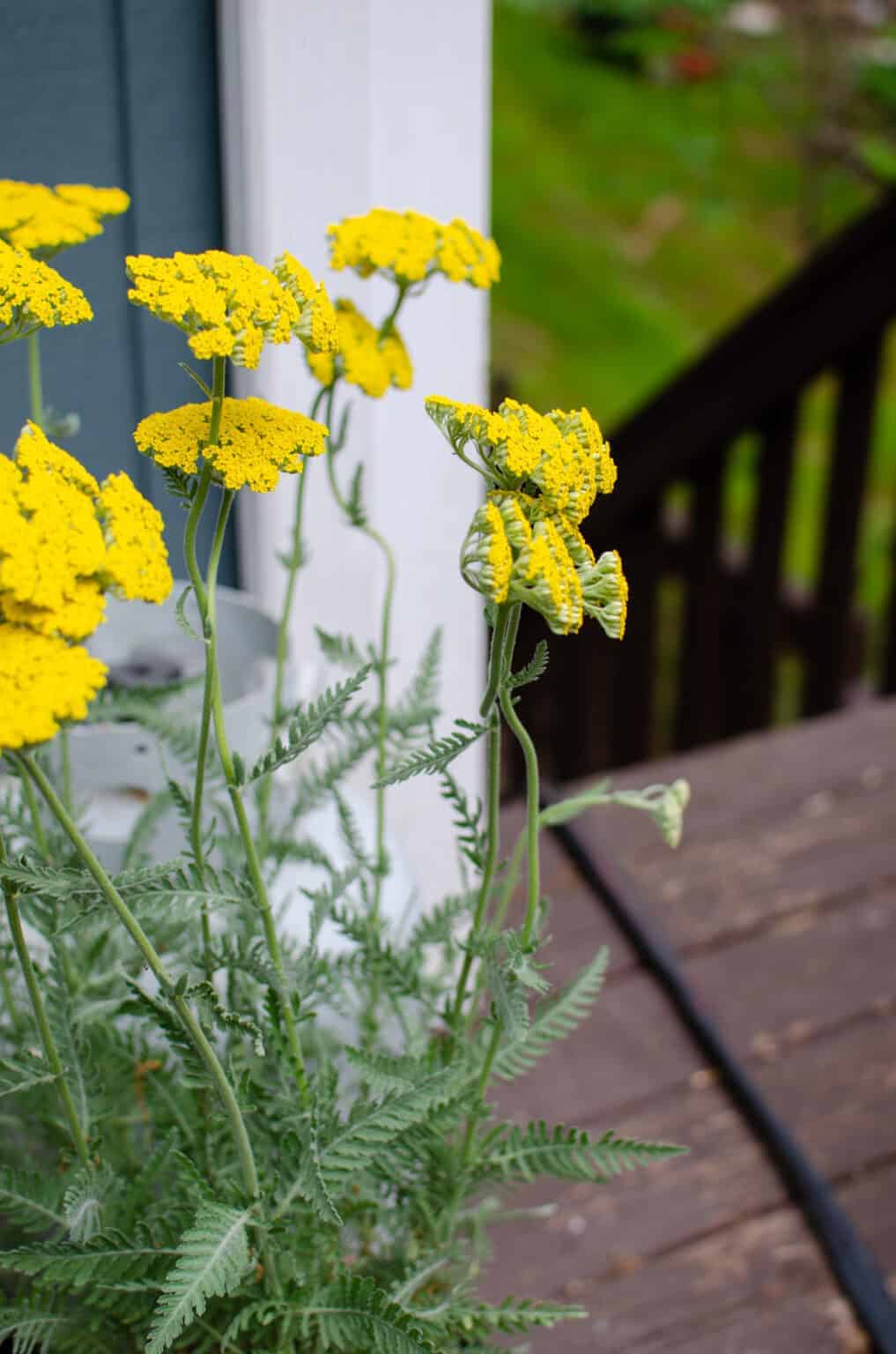 Medicinal Uses for Yarrow—The Homestead Herb - Amy K. Fewell