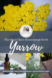 Medicinal Uses for Yarrow—The Homestead Herb - Amy K. Fewell