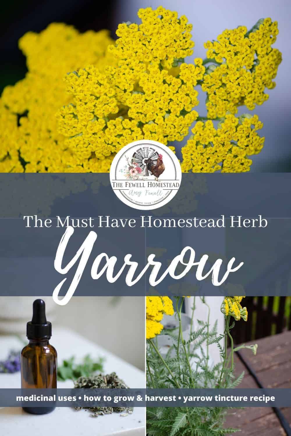 Medicinal Uses for Yarrow—The Homestead Herb - Amy K. Fewell