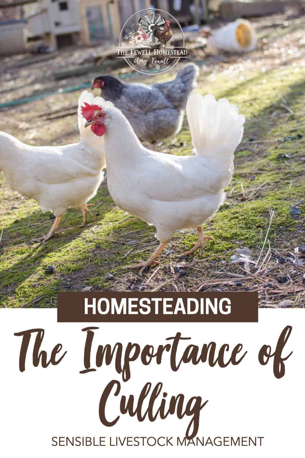 The Importance of Culling on the Homestead - Amy K Fewell ...