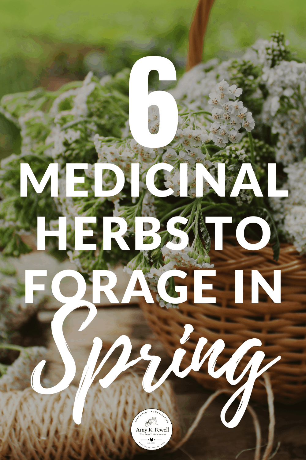 6 Medicinal Herbs to Forage in Spring - Amy K. Fewell
