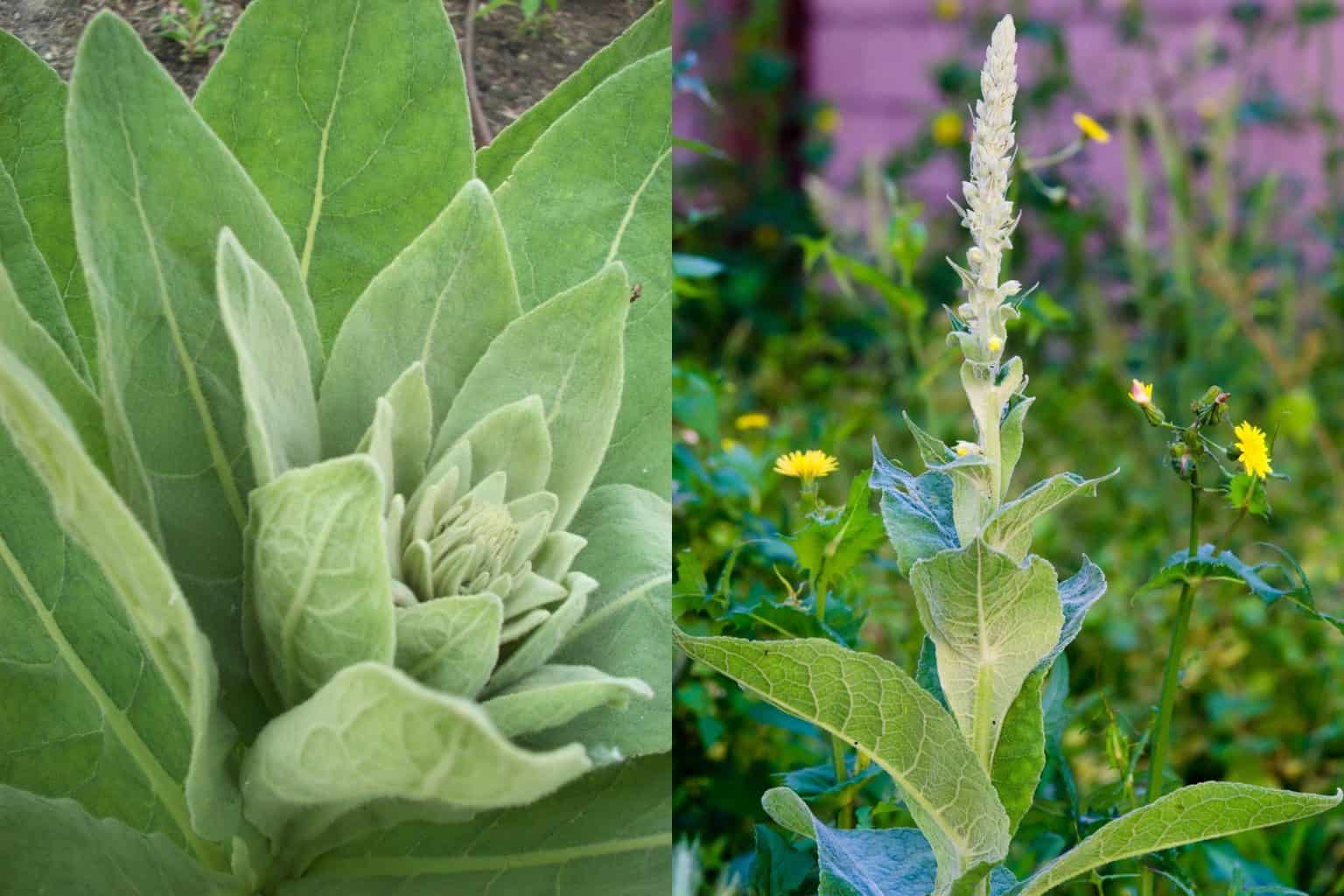 6 Medicinal Herbs to Forage in Spring - Amy K. Fewell
