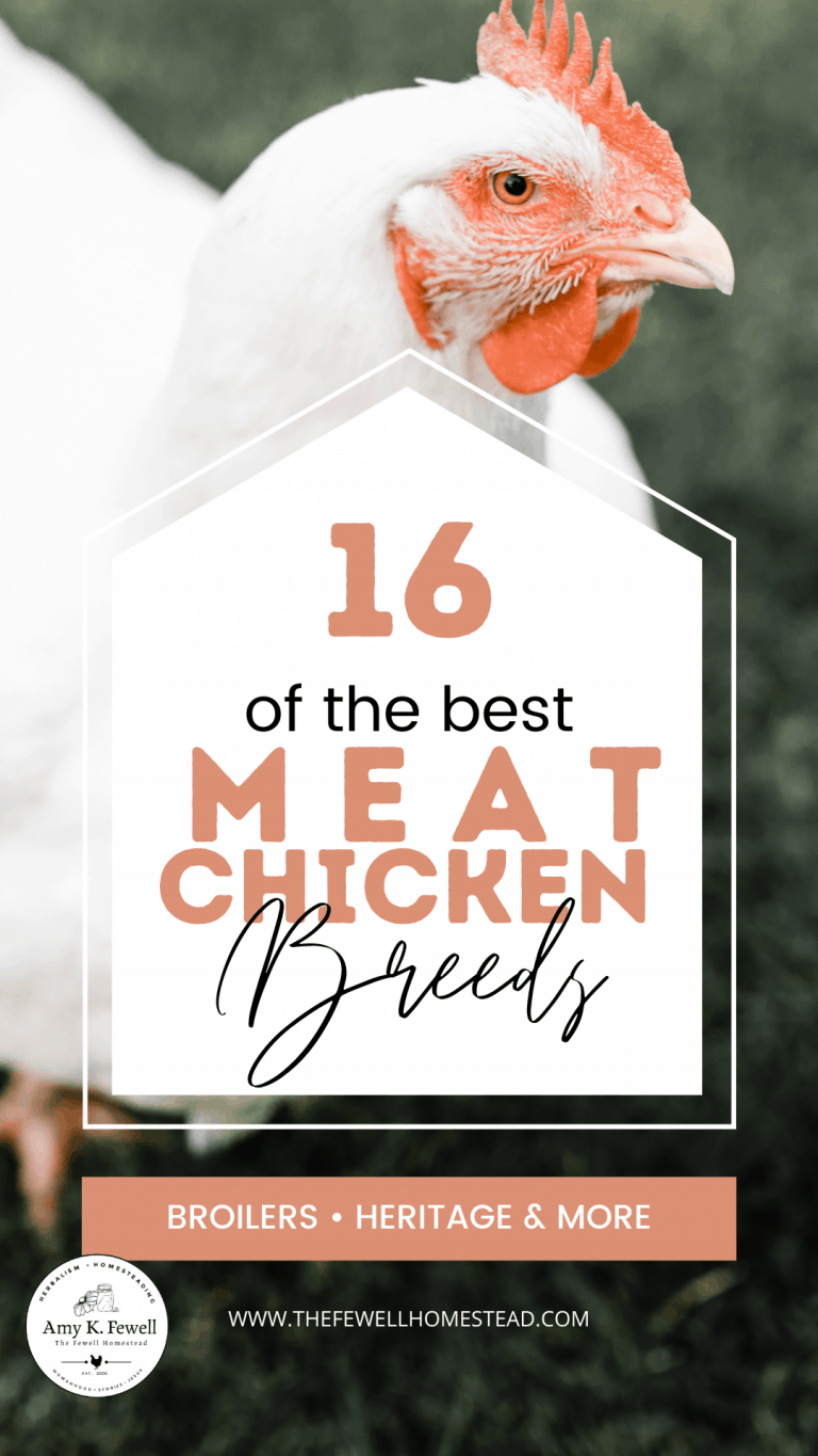 Broiler Chicken Breeds: 16 of the Best Meat Chickens - Amy K. Fewell