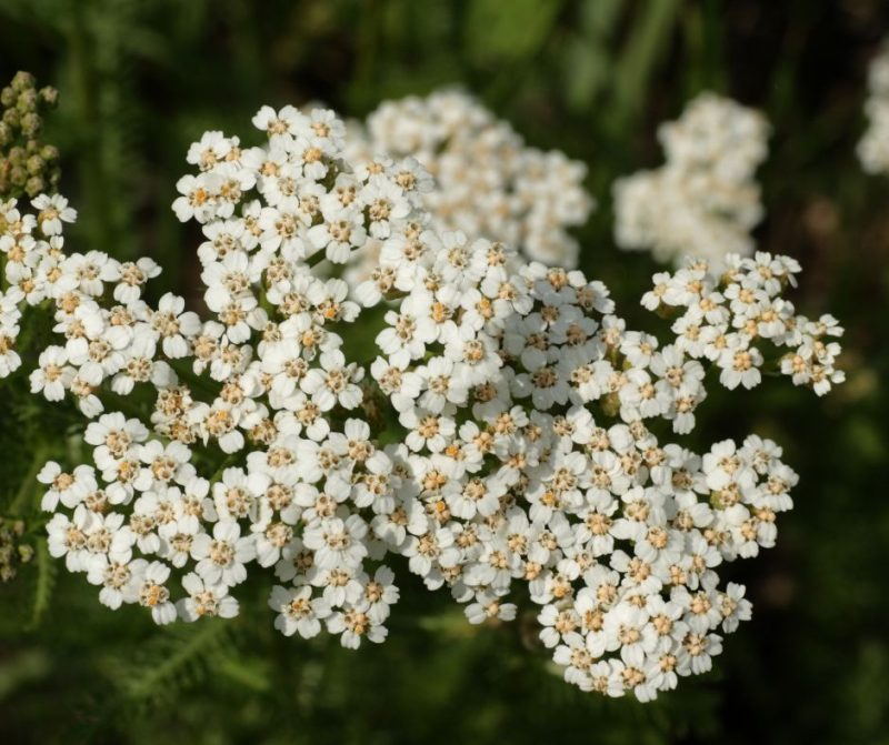 Medicinal Uses for Yarrow—The Homestead Herb - Amy K. Fewell
